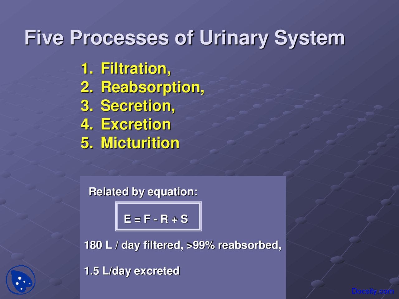Understanding Urinary System Processes: Filtration, Reabsorption ...