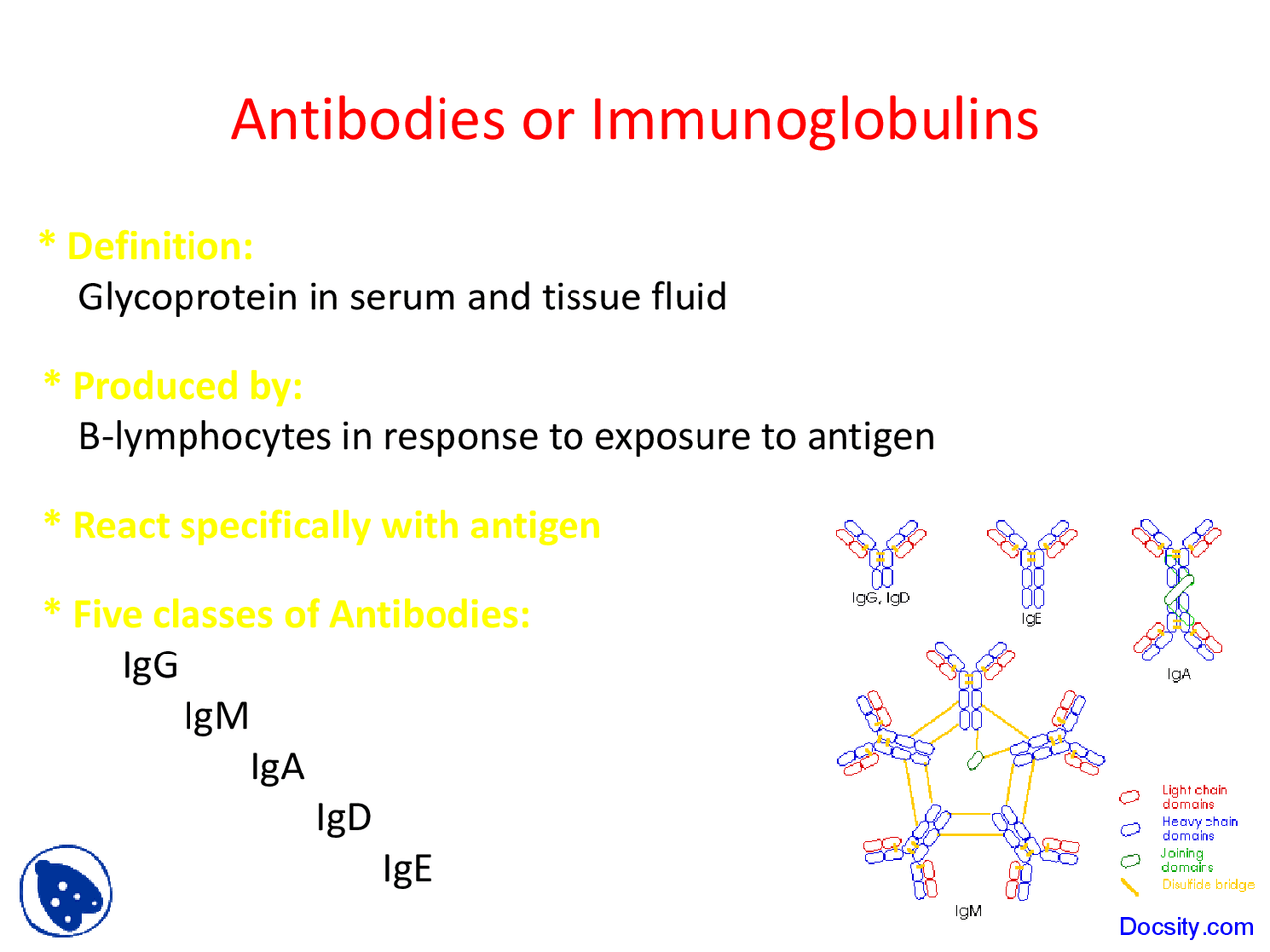 Antibodies Immunoglobulins Introduction To Immurology Lecture