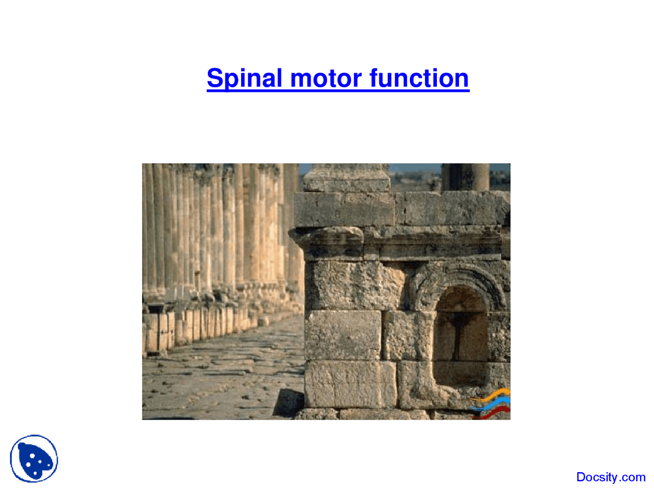 Spinal Motor Function Introduction To Neurology Lecture Slides