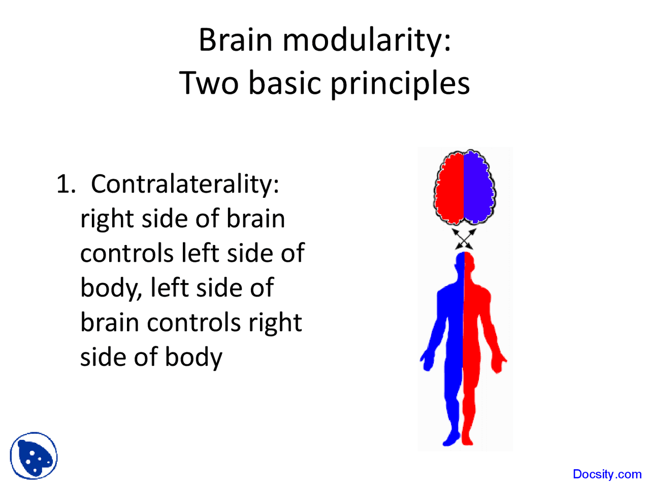 Brain Modularity Introduction To Cognitive Science Lecture Slides Docsity
