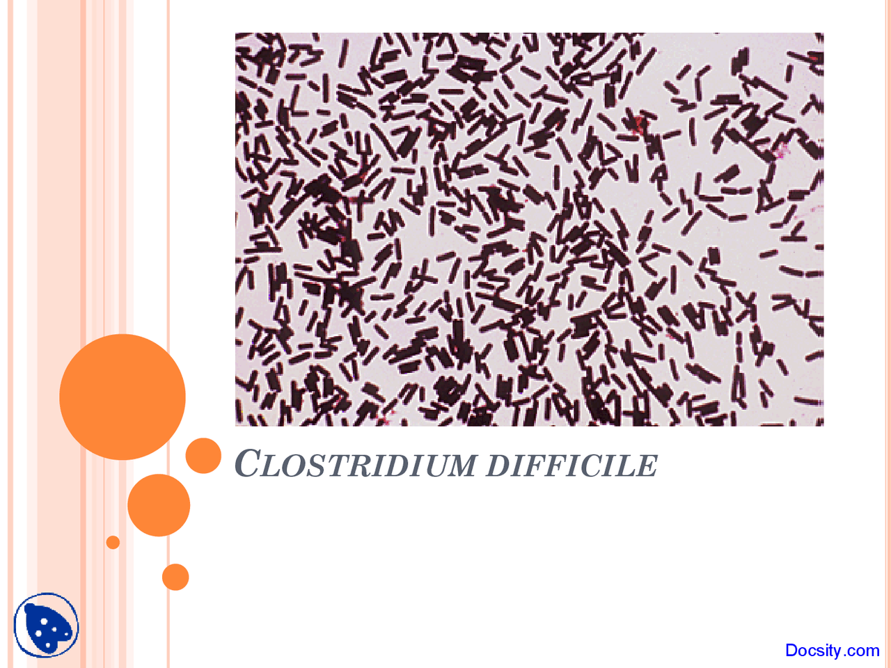 Clostridium Difficile Introduction To Geriatrics Lecture Slides