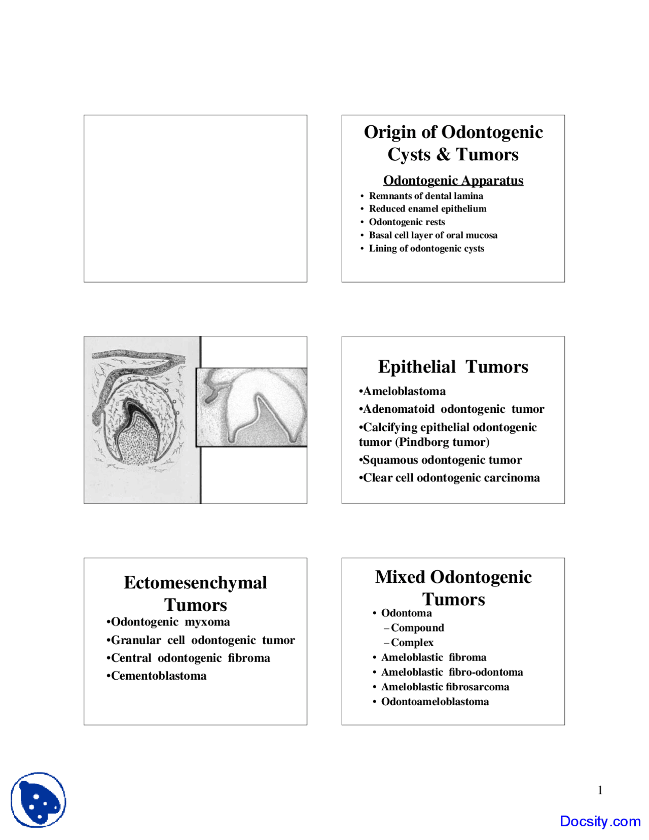 Origin Of Odontogenic Cysts - Oral and Maxillofacial Pathology ...