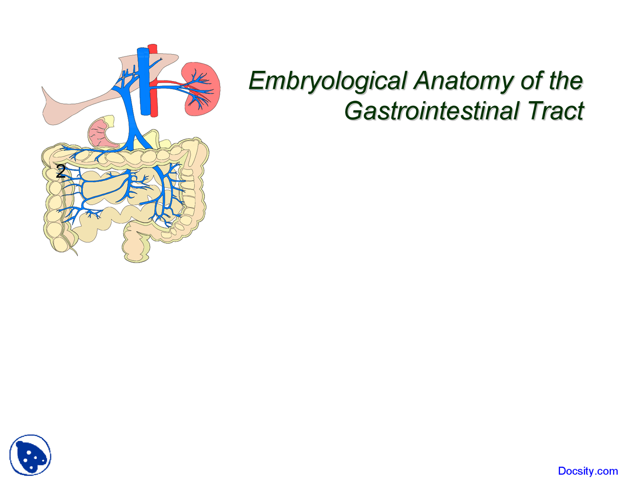 Anatomy of Gastrointestinal Tract - Surgery - Lecture Slides | Slides ...