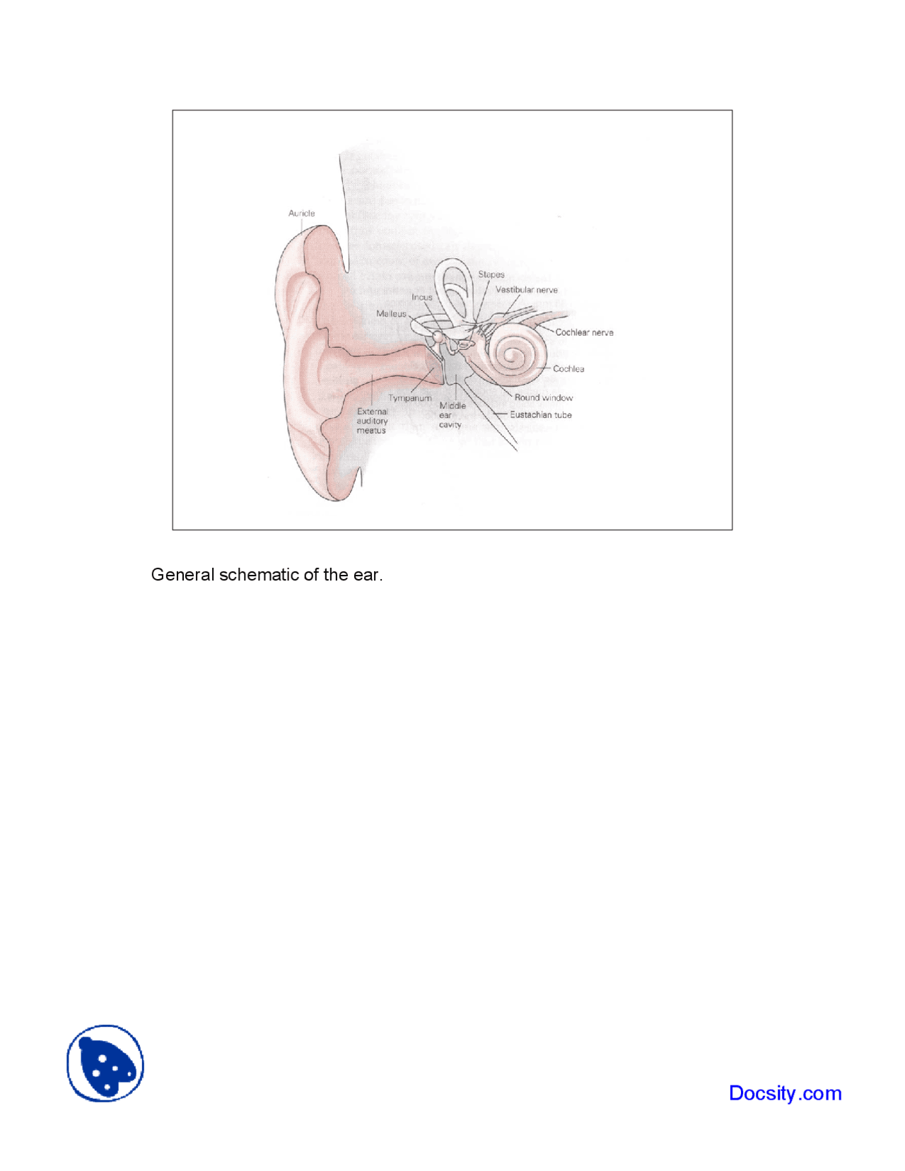 Ear Pathways - Seeing and Acting in a Virtual World - Lecture Notes ...
