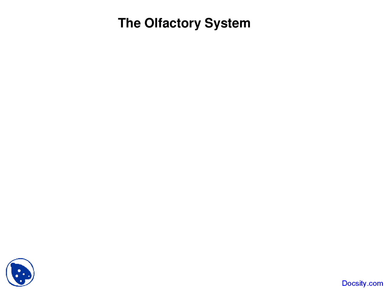 Olfactory System Perception Lecture Slides Docsity