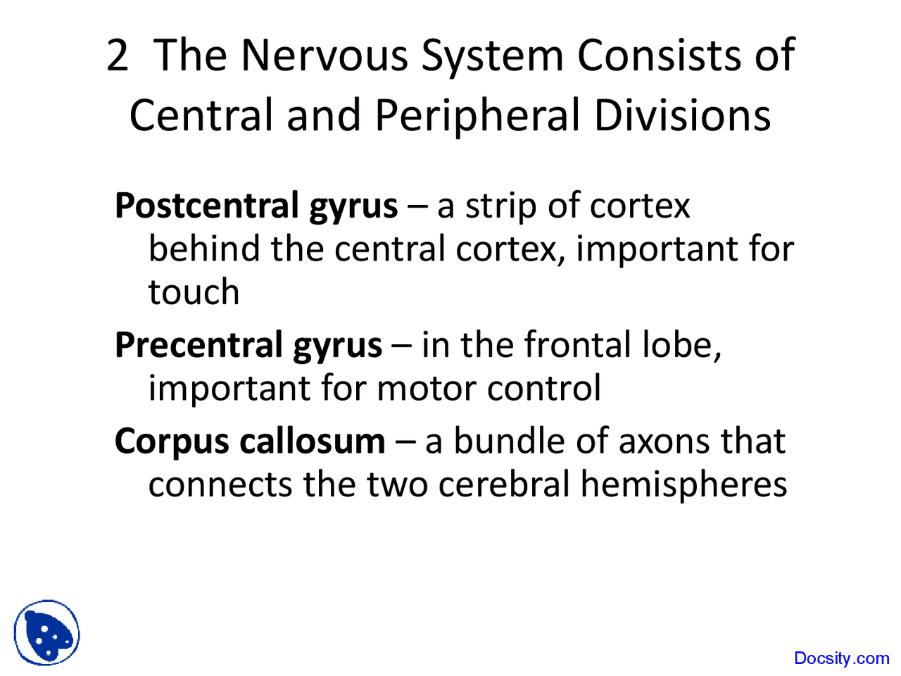 Nervous System Biopsychology Lecture Slides Docsity