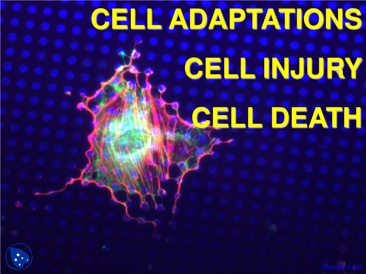 Cell Adaptations - Pathology - Lecture Slides | Slides Pathology | Docsity