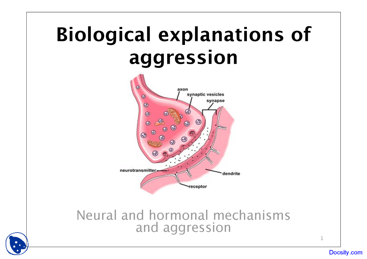 Biological Explanations of Aggression - Docsity