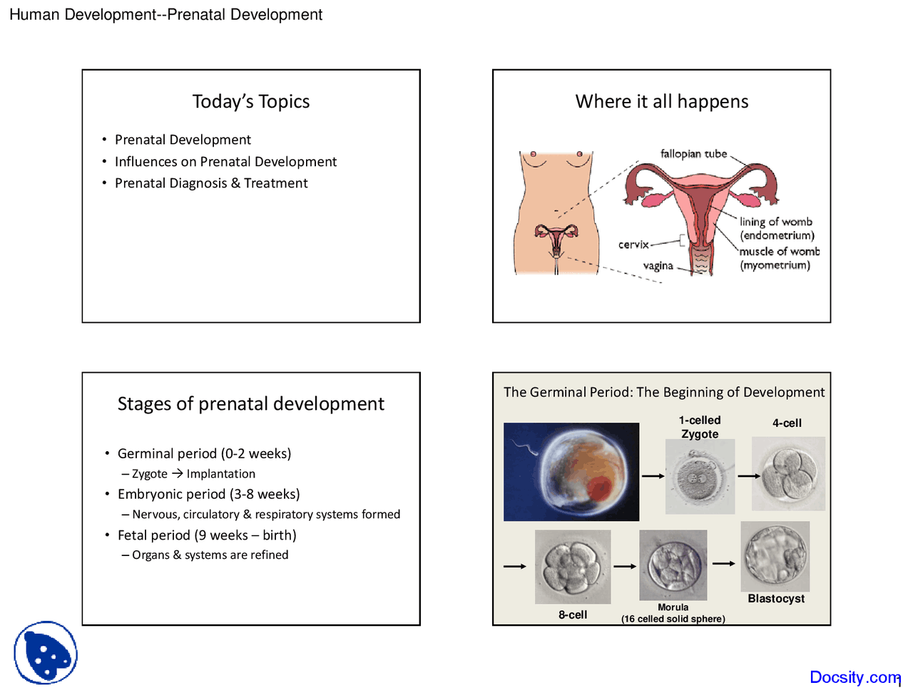 Prenatal Development - Human Development - Lecture Slides - Docsity