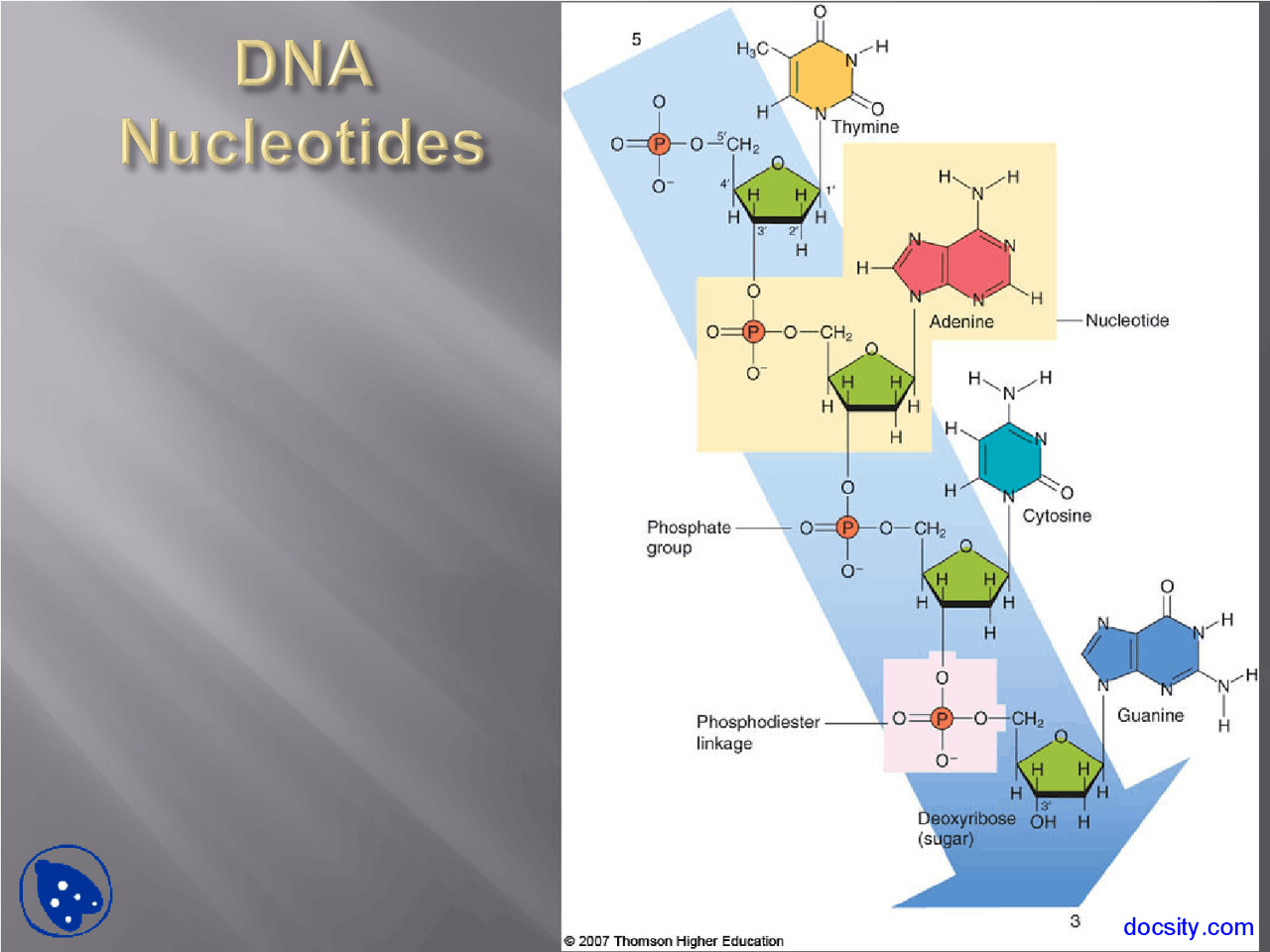 Nucleotides Biology Lecture Slides Docsity