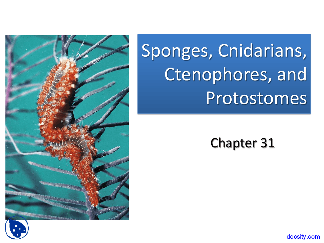 Sponges Biology Lecture Slides Docsity