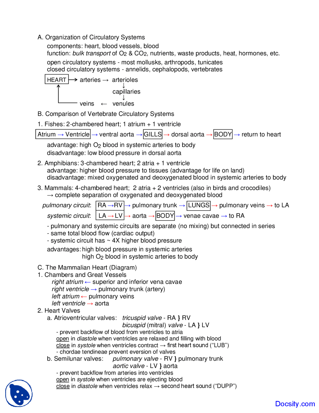 Organization of Circulatory Systems - Zoology - Lecture Notes - Docsity