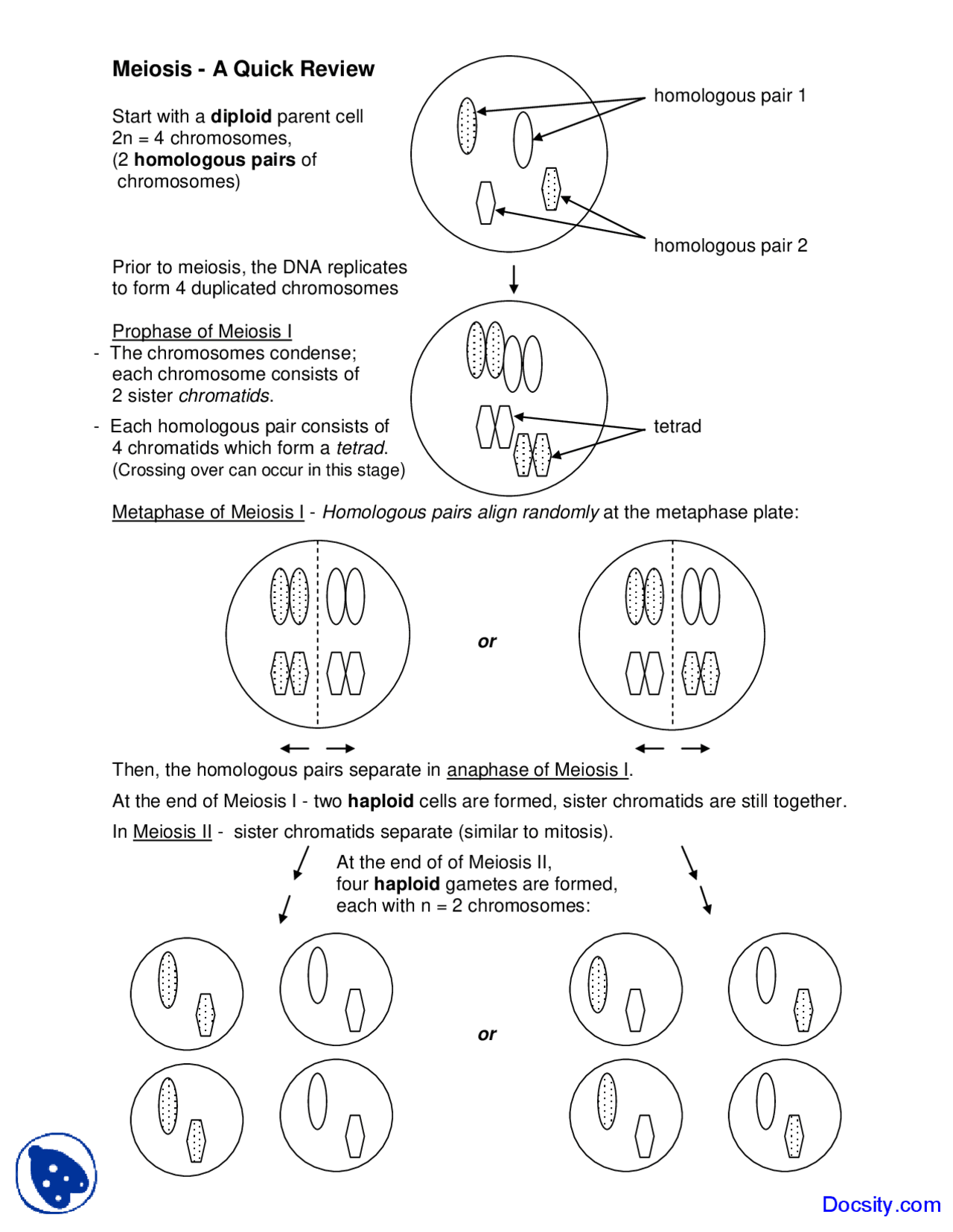 Prophase of Meiosis - Zoology - Quiz - Docsity