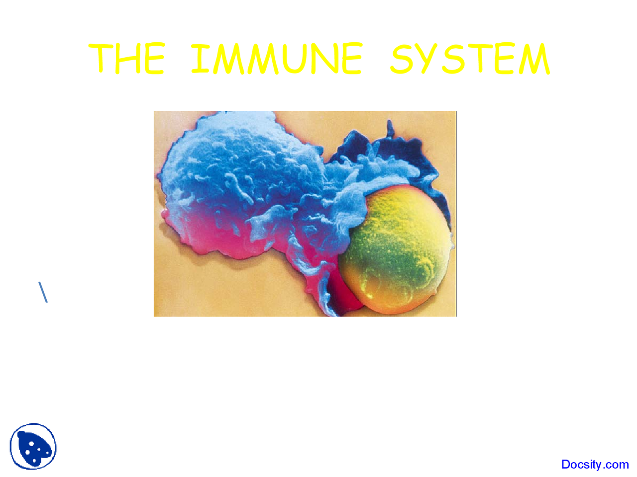 Immune System Paediatrics Lecture Slides Docsity