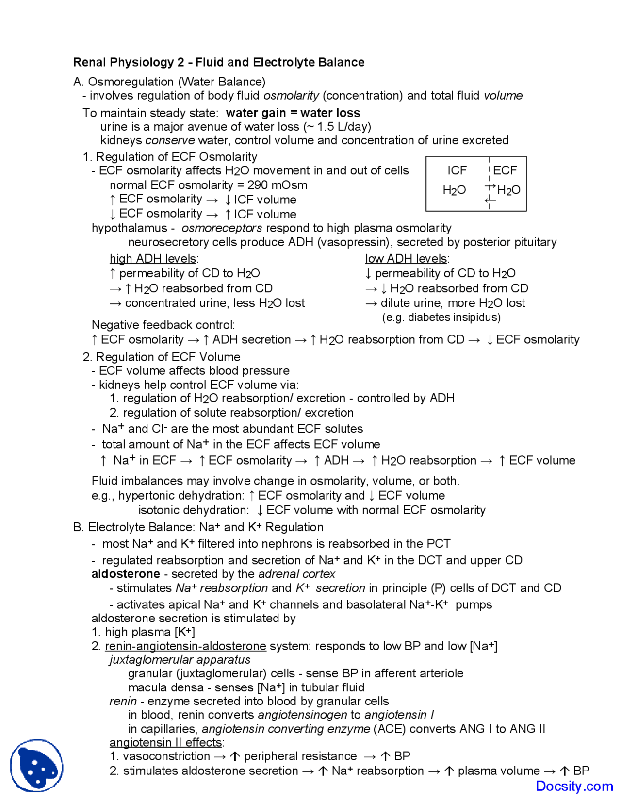 Renal Physiology - Human Physiology - Lecture Notes | Study notes Human ...