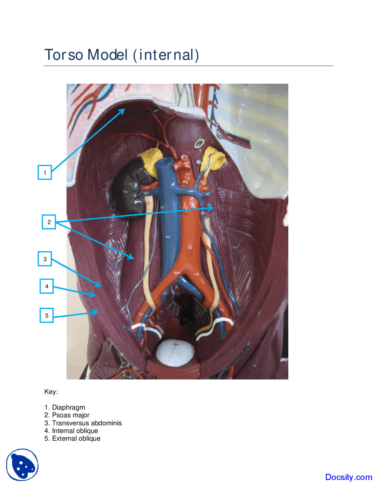 Internal Torso Model - Human Anatomy - Handout - Docsity