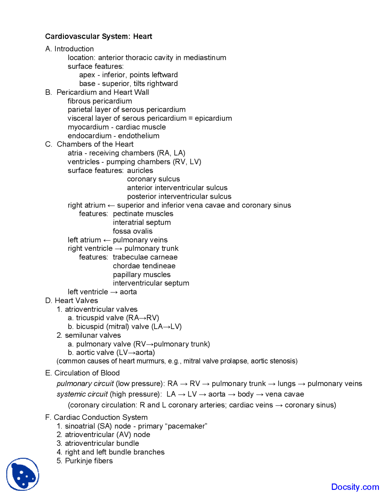 Cardiovascular System, Heart Wall - Human Anatomy - Handout - Docsity