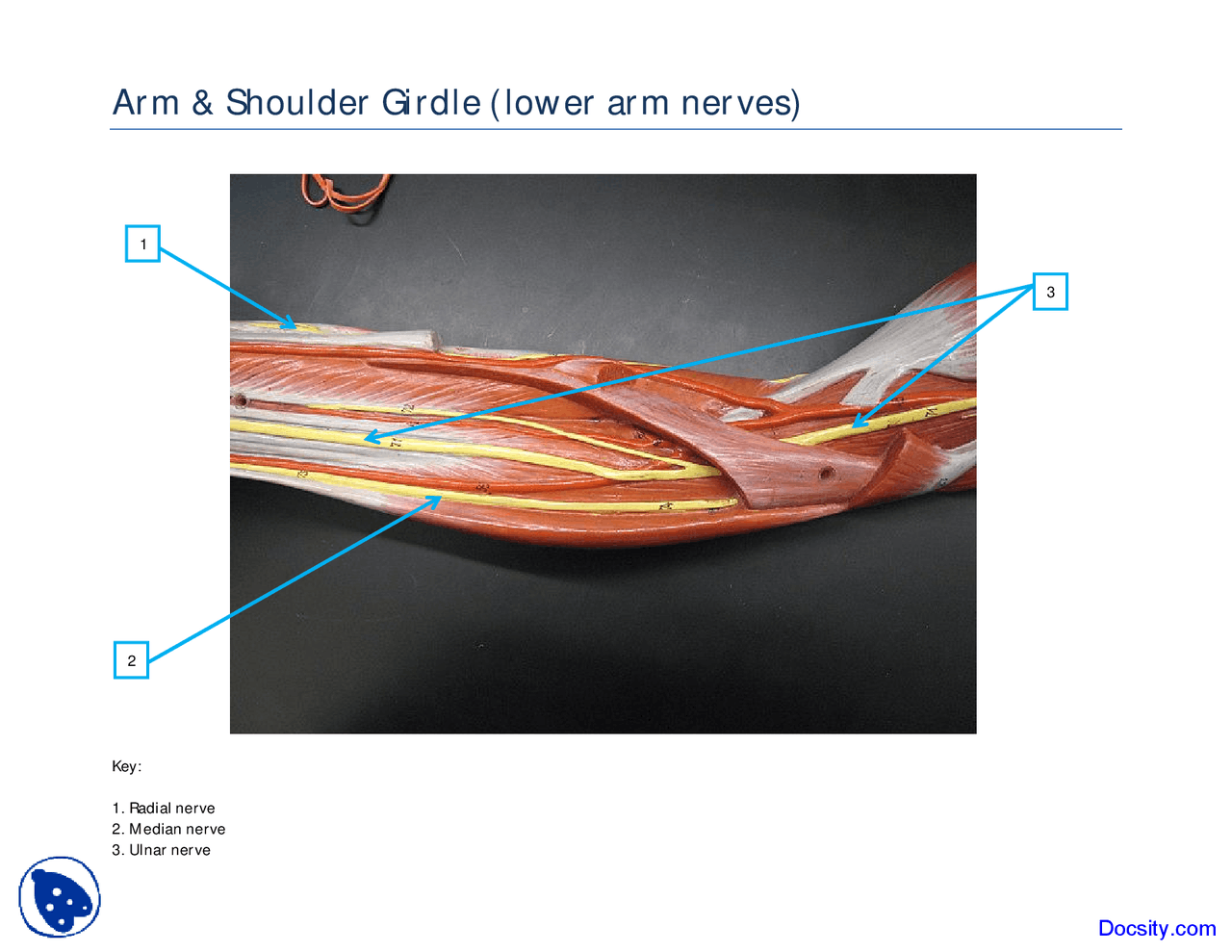 Lower Arm Nerves - Human Anatomy - Handout - Docsity