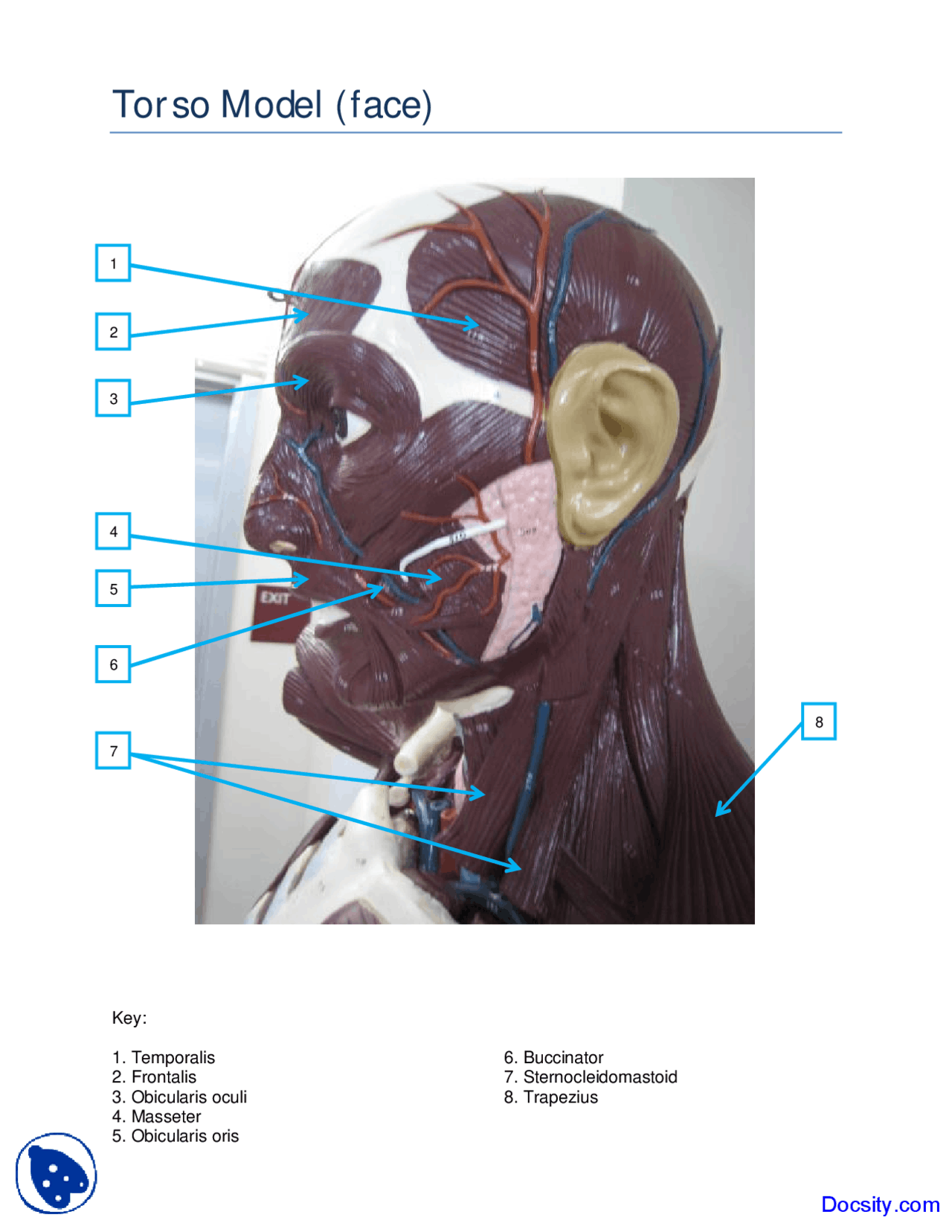 Face Torso Model - Human Anatomy - Handout - Docsity