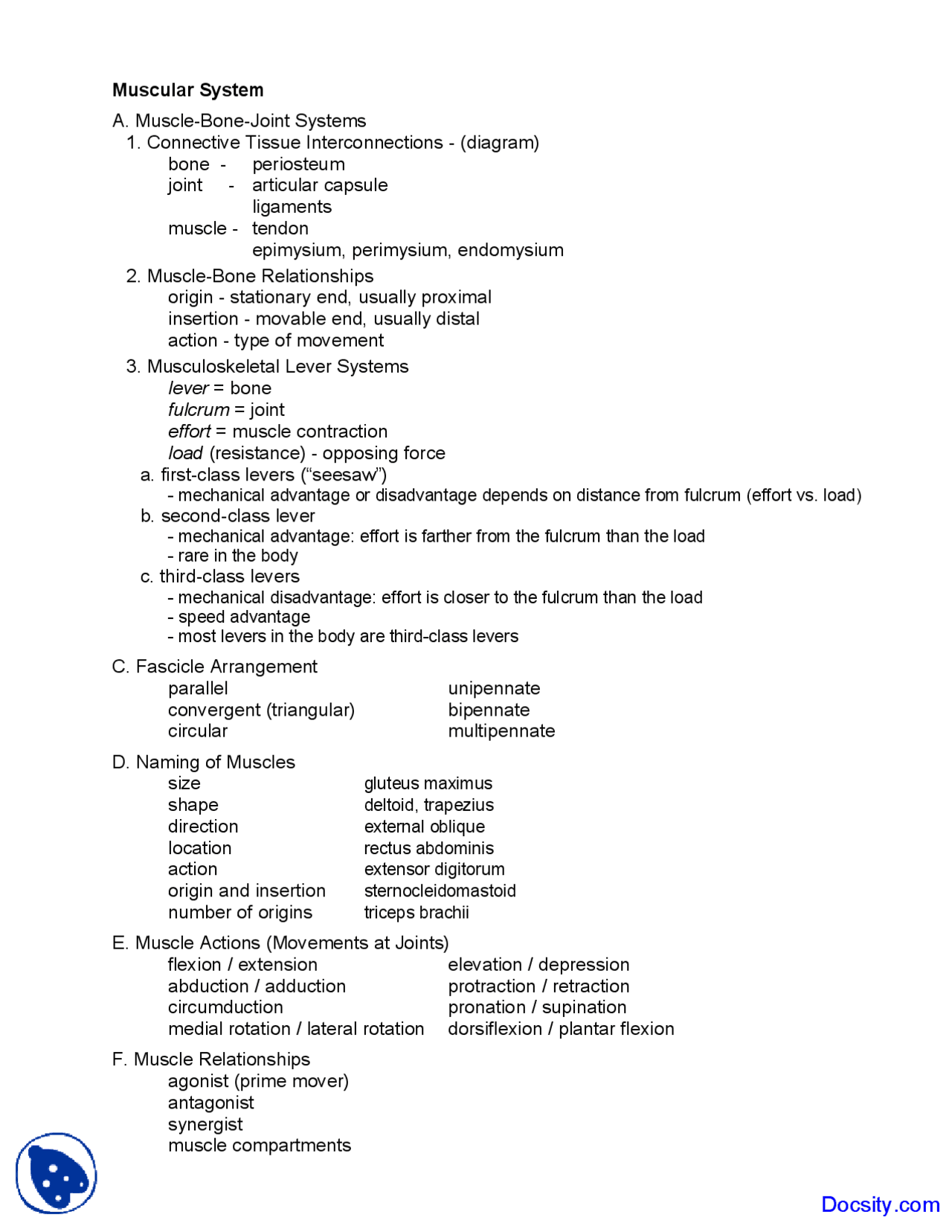 Muscular System, Connective Tissue Interconnections - Human Anatomy ...