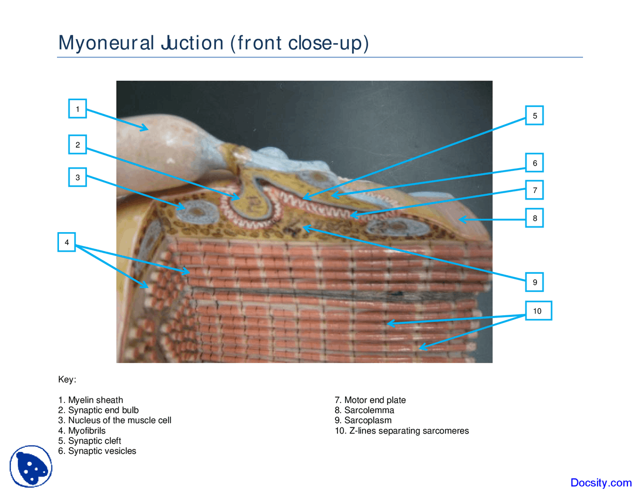 Myoneural Juction Front Close Up - Human Anatomy - Handout - Docsity