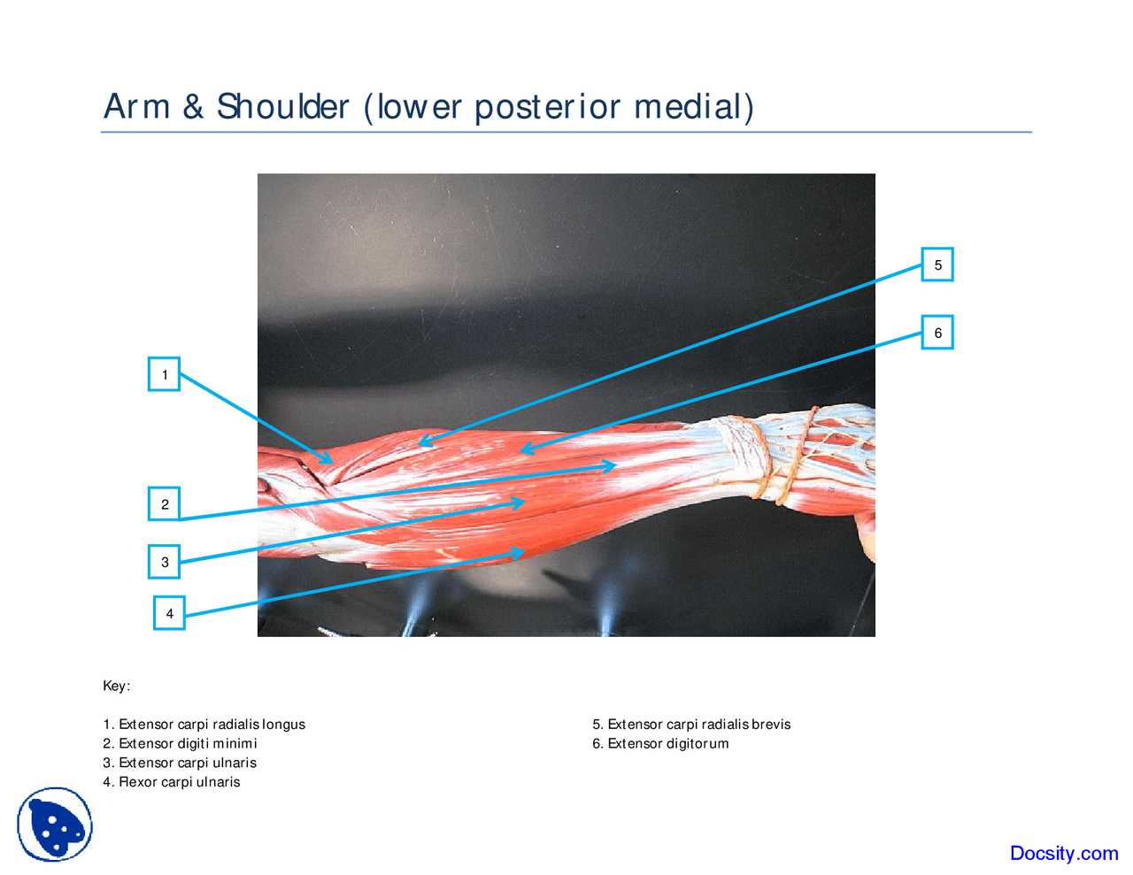 Lower Posterior Medial Arm and Shoulder - Human Anatomy - Handout - Docsity