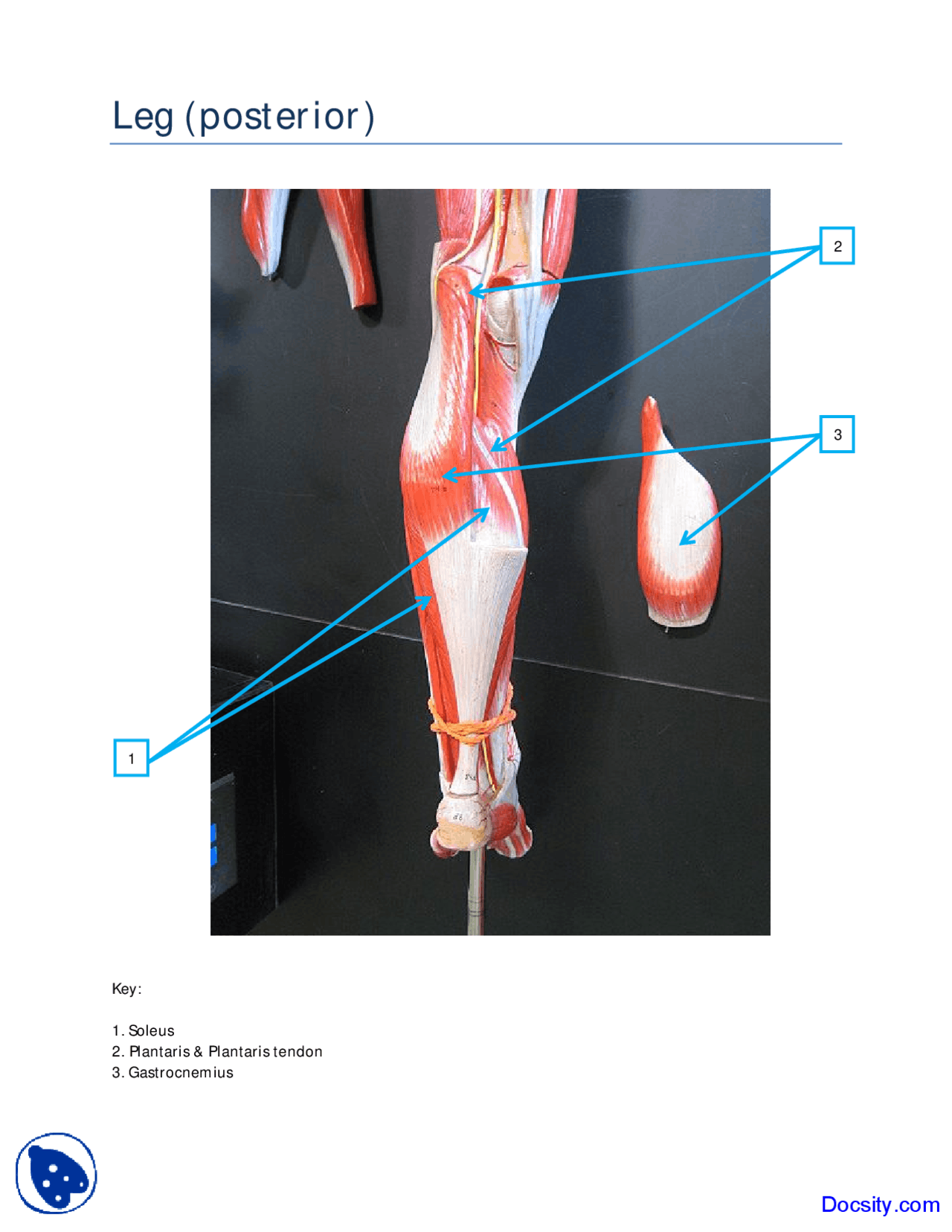 Leg Posterior Muscles - Human Anatomy - Handout - Docsity