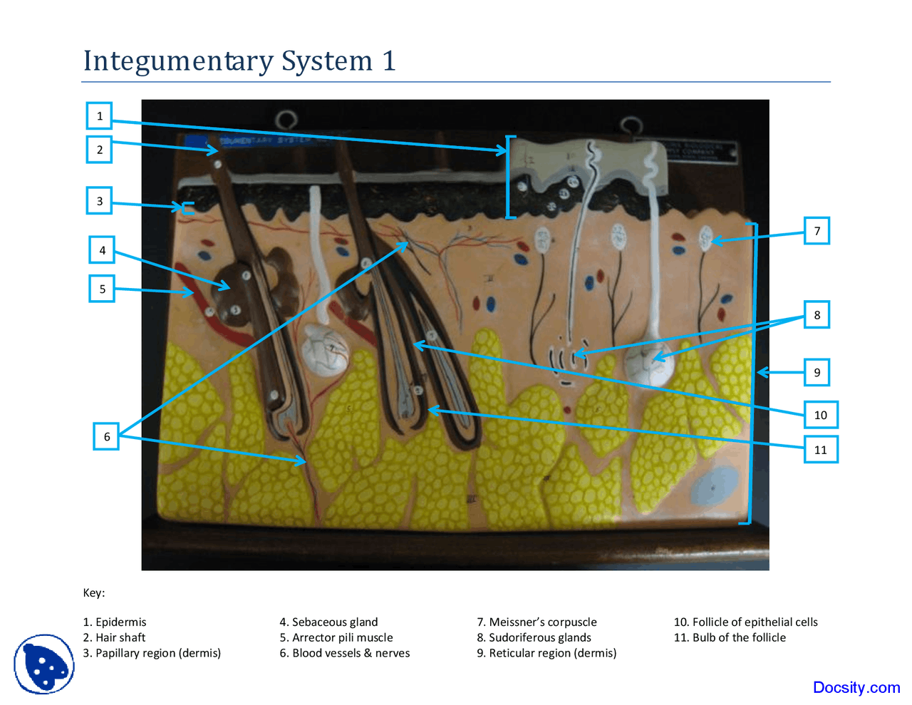 Integumentary System, Sebaceous Gland - Human Anatomy - Handout - Docsity
