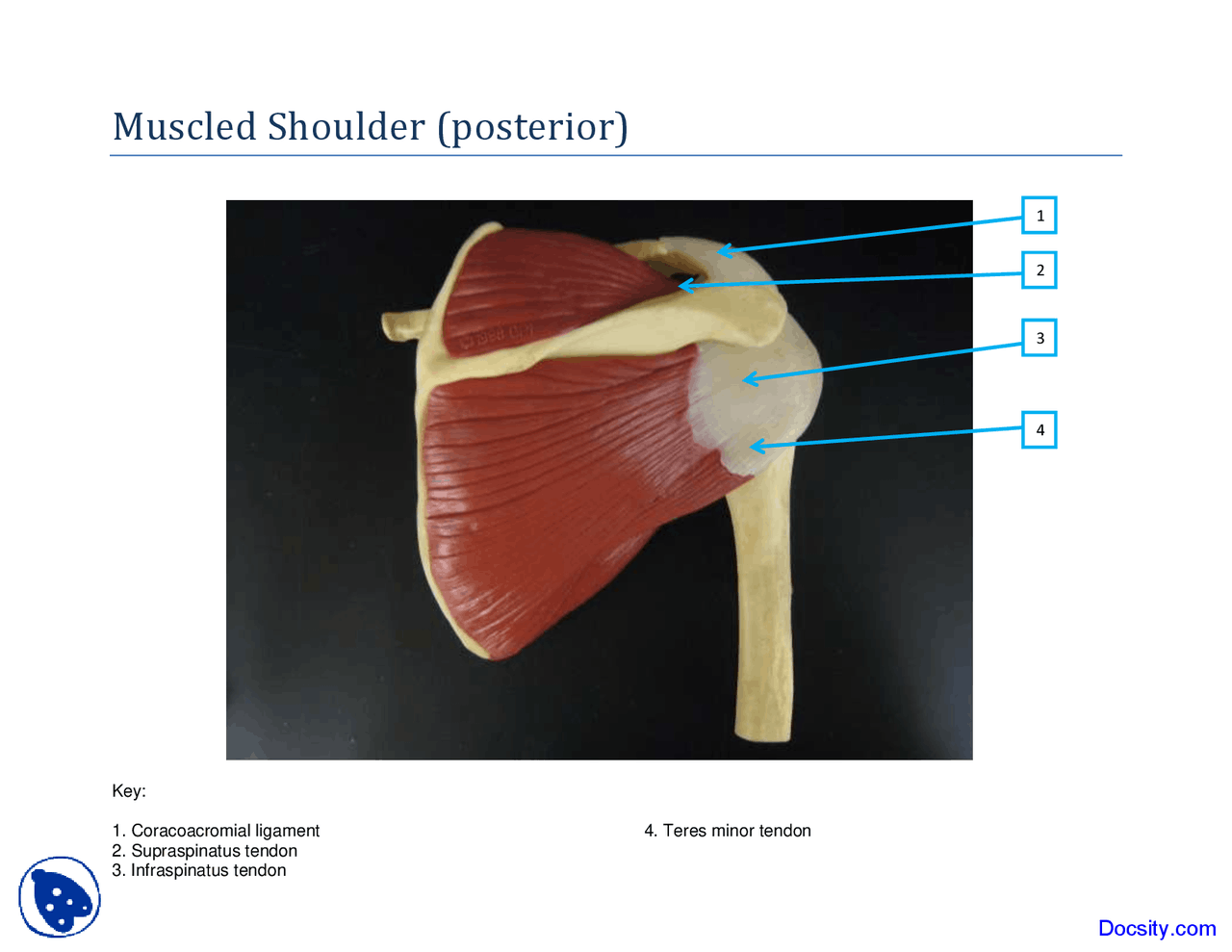 Muscled Shoulder Posterior - Human Anatomy - Handout - Docsity