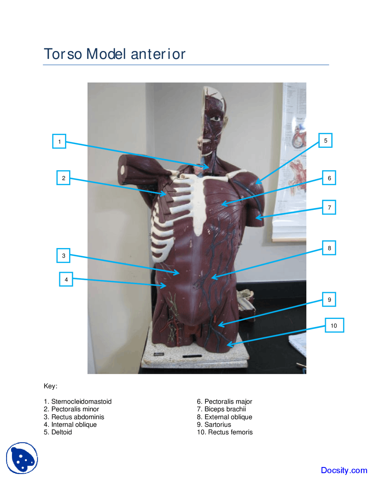 Torso Model Anterior - Human Anatomy - Handout - Docsity
