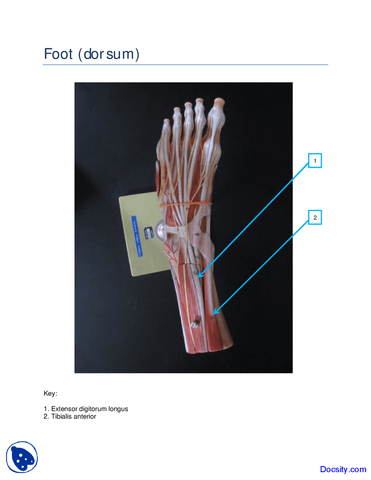 Foot Dorsum - Human Anatomy - Handout - Docsity