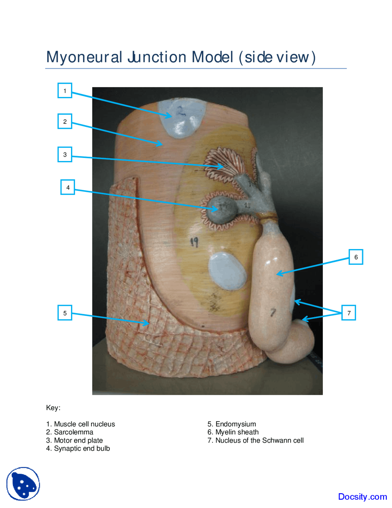 Side View Of Myoneural Junction Model Human Anatomy Handout Docsity