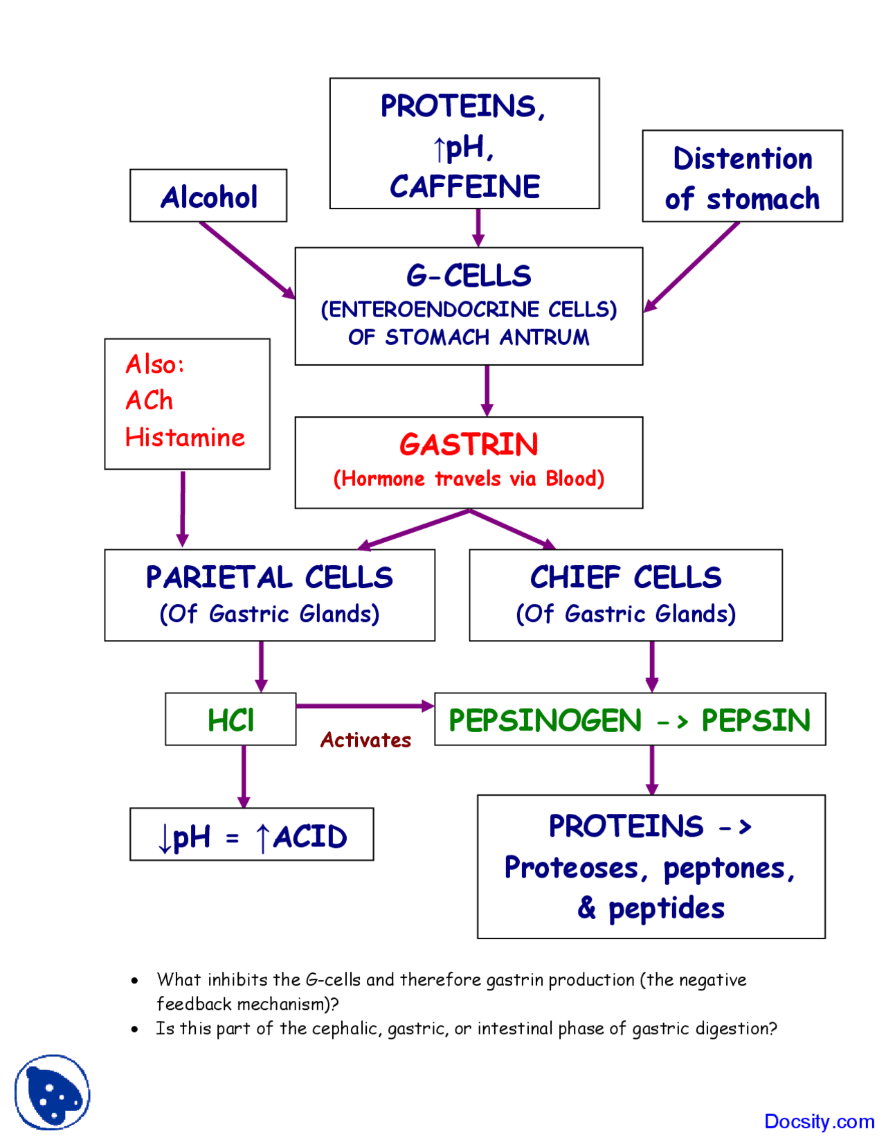 Gastrin Regulation - Human Anatomy and Physiology - Quiz - Docsity
