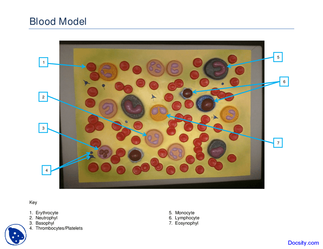 Blood Model - Human Anatomy - Handout - Docsity