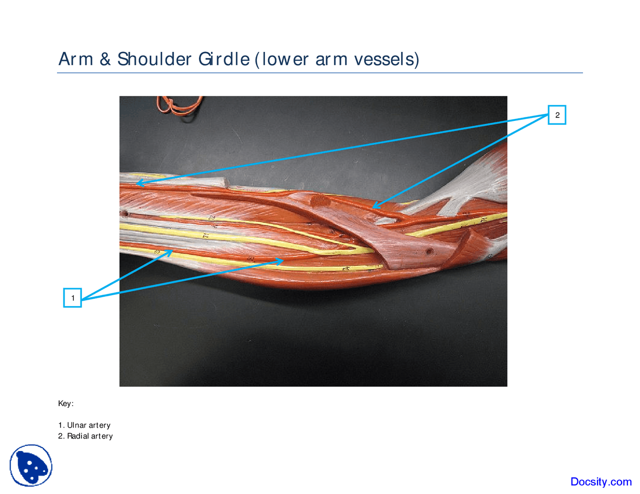 Lower Arm Vessels - Human Anatomy - Handout - Docsity