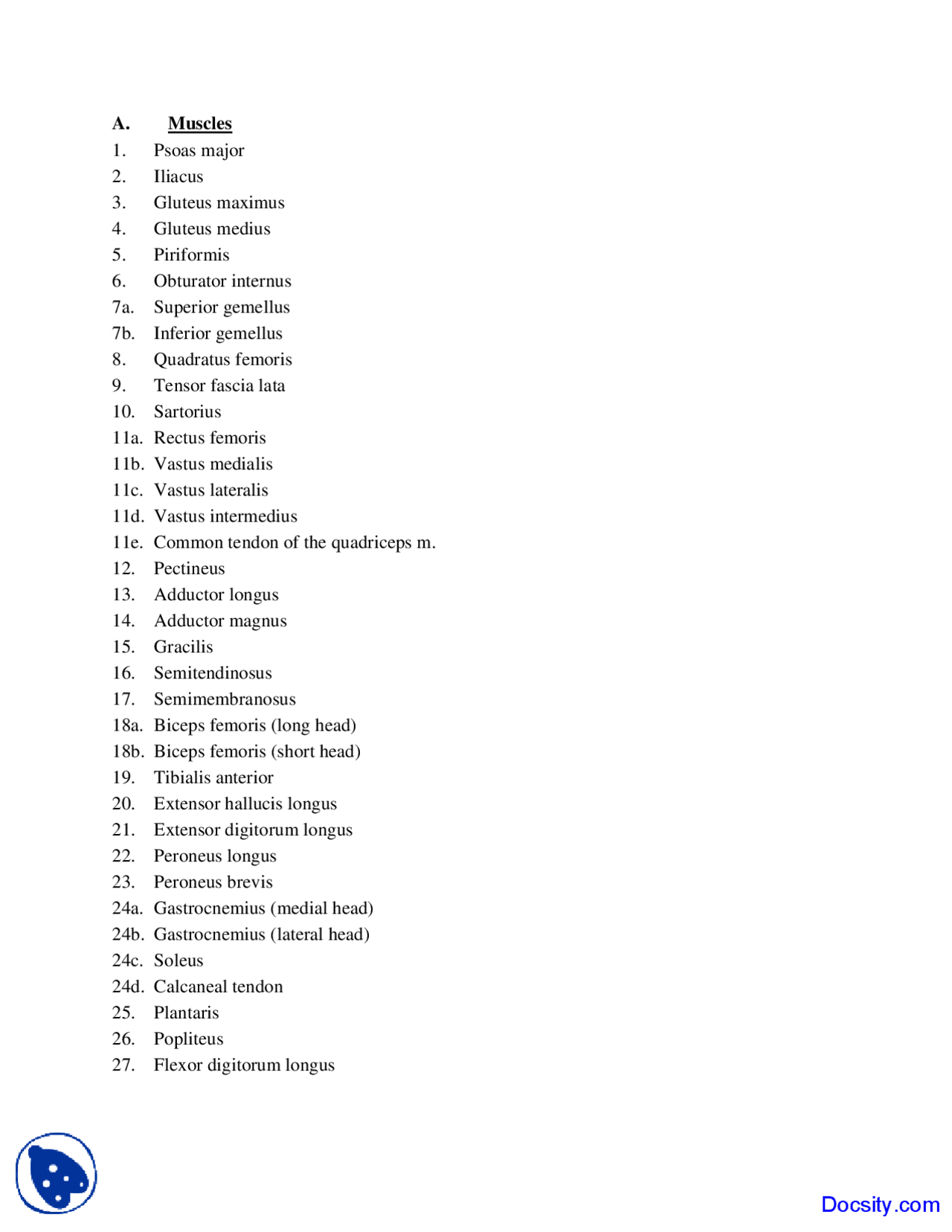 Lower Limb Model Human Anatomy Handout Docsity