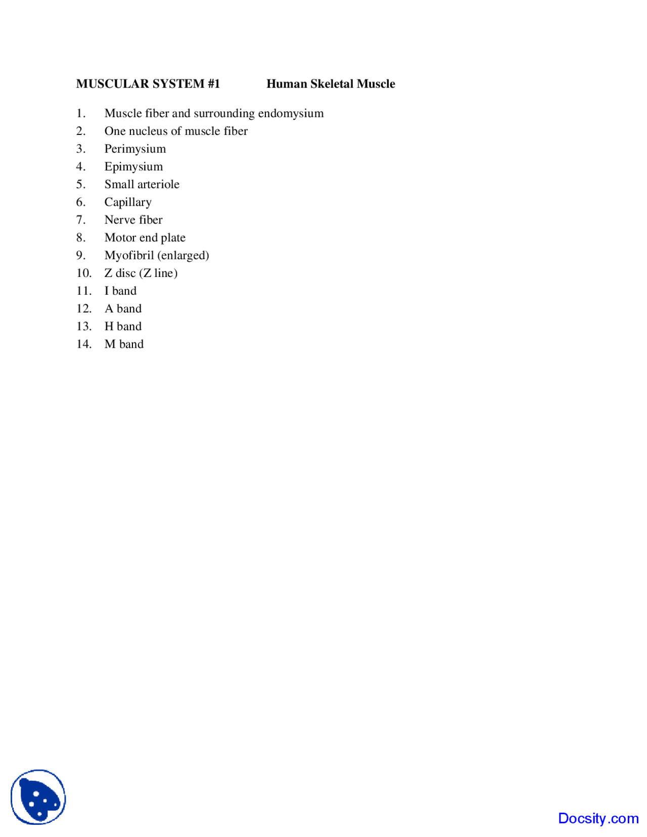 Human Skeletal Muscle Human Anatomy Handout Docsity
