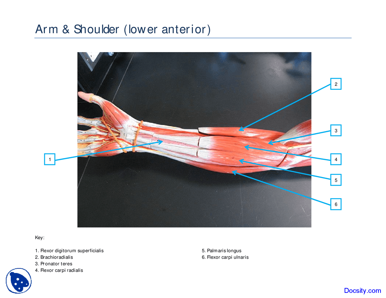 Lower Anterior Arm and Shoulder - Human Anatomy - Handout - Docsity