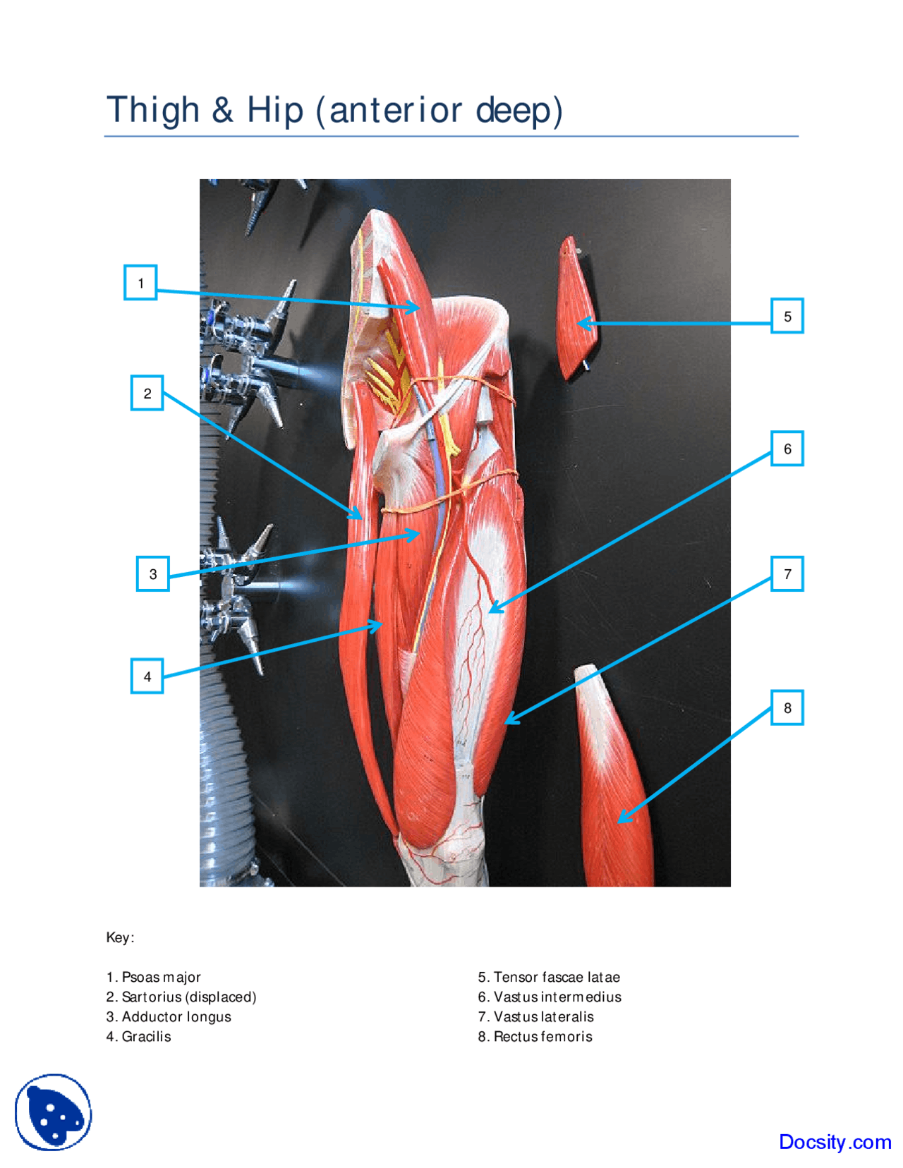 Anterior View of Thigh and Hip - Human Anatomy - Handout - Docsity
