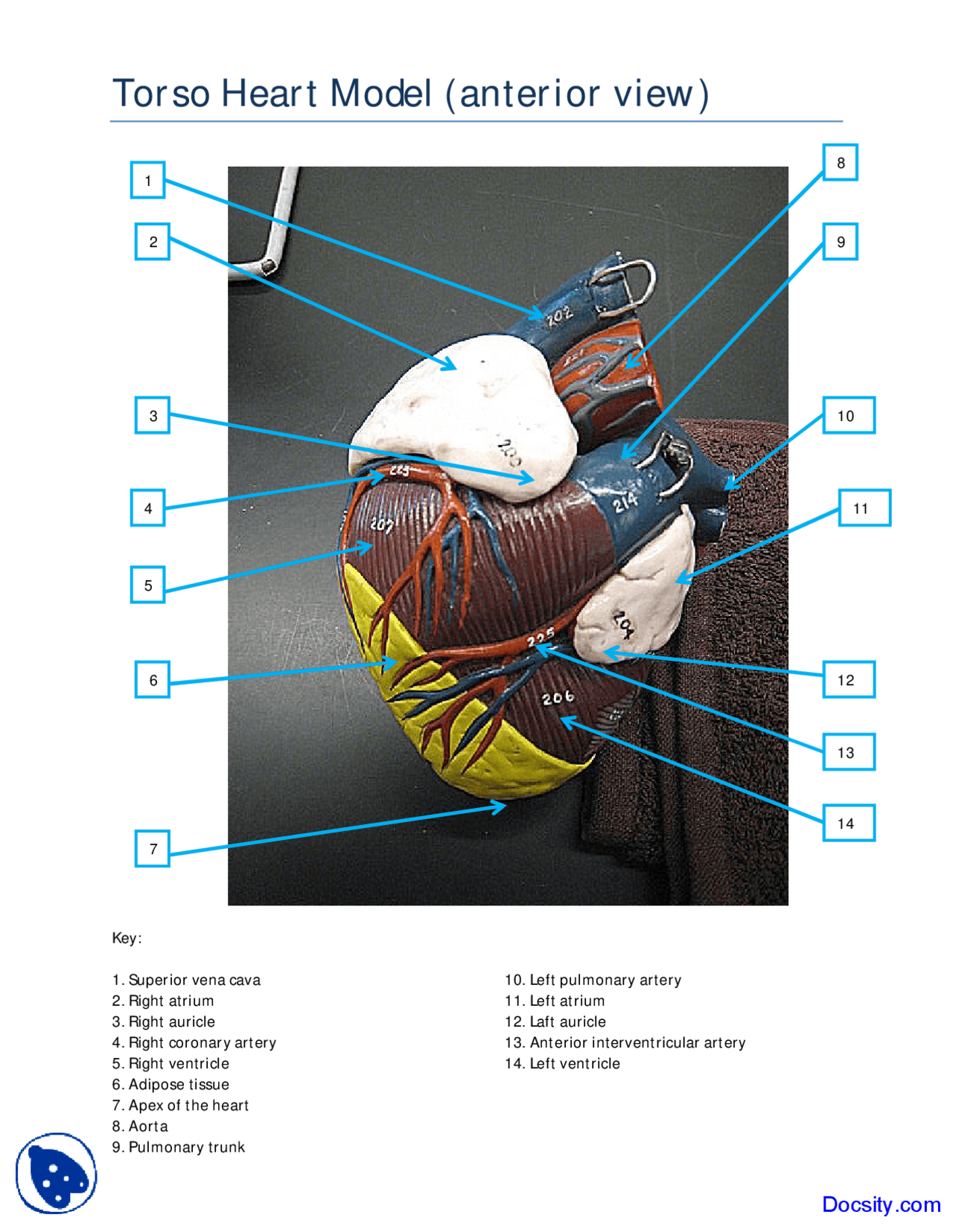 Torso Heart Model Anterior View - Human Anatomy - Handout - Docsity