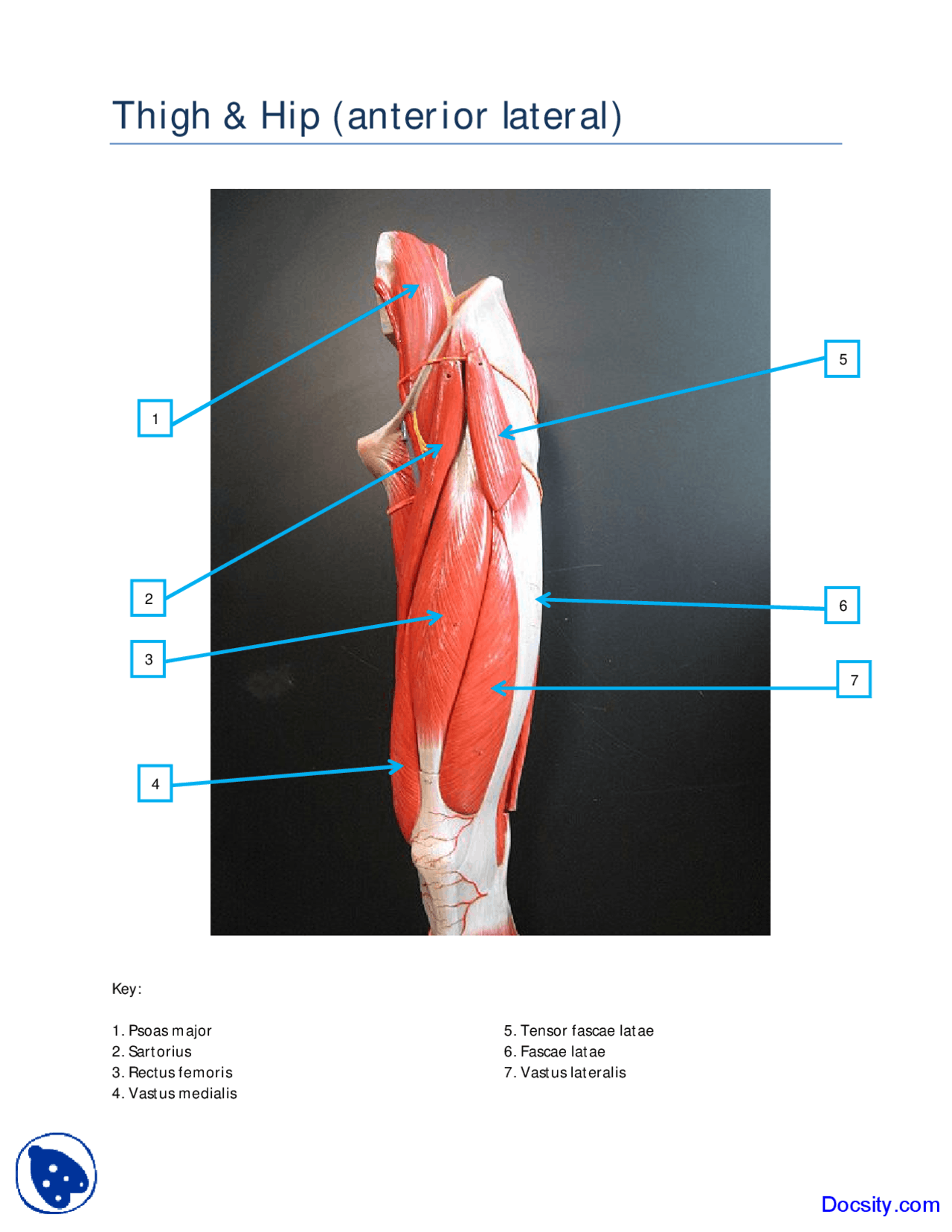 Anterior Lateral View of Thigh and Hip - Human Anatomy - Handout - Docsity