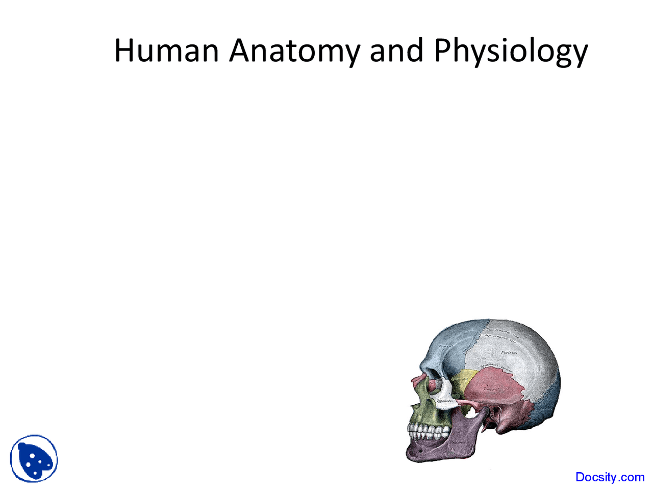 Human Anatomy and Physiology - Physiology - Lecture Slides | Slides Physiology | Docsity