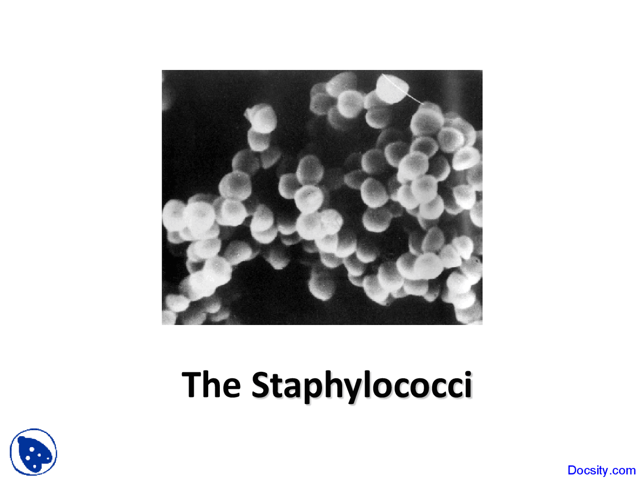 Staphylococci - Microbiology - Lecture Slides - Docsity