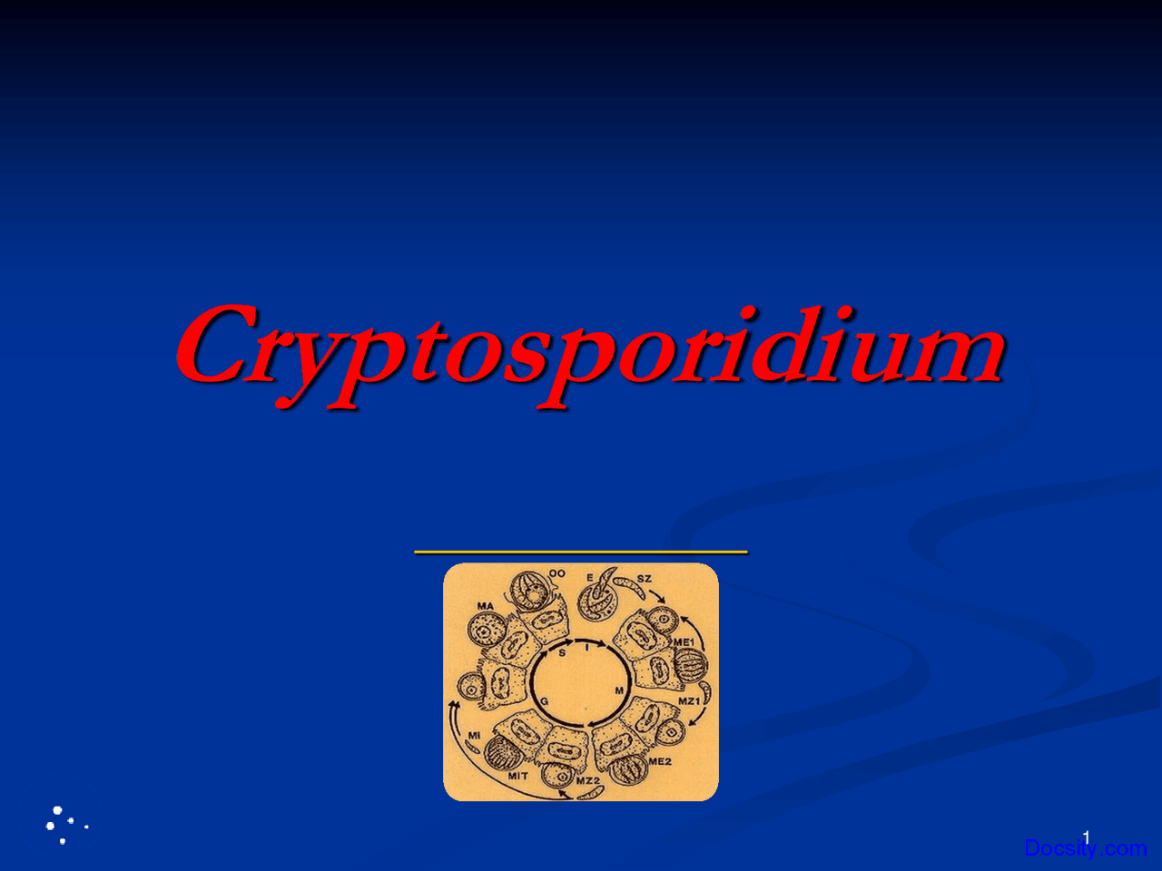 Cryptosporidium - Parasitology - Lecture Slides | Slides Parasitology ...