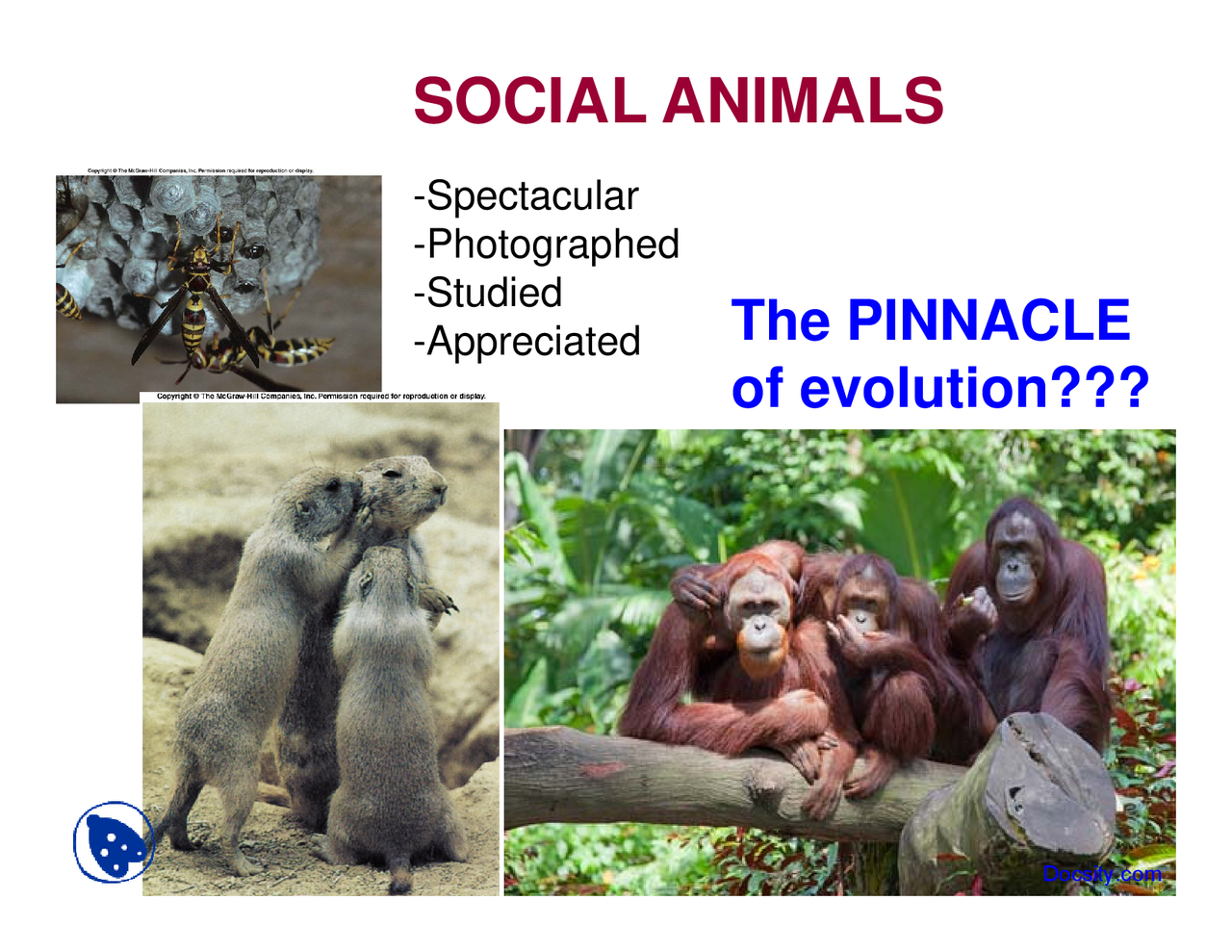 Social Animals - Biology of Animals - Lecture Slides - Docsity