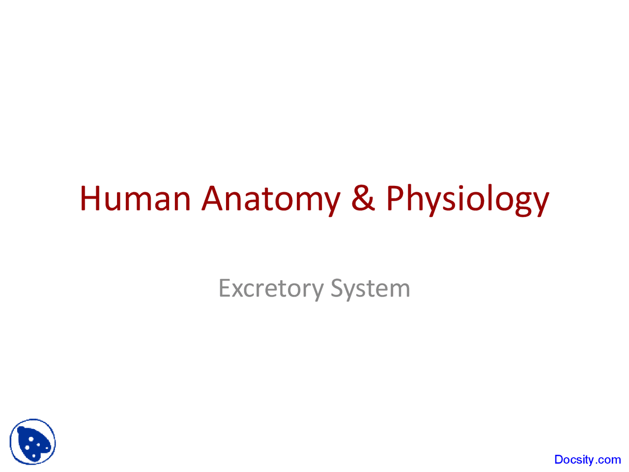 Excretory System - Introduction to Human Physiology - Lecture Slides - Docsity