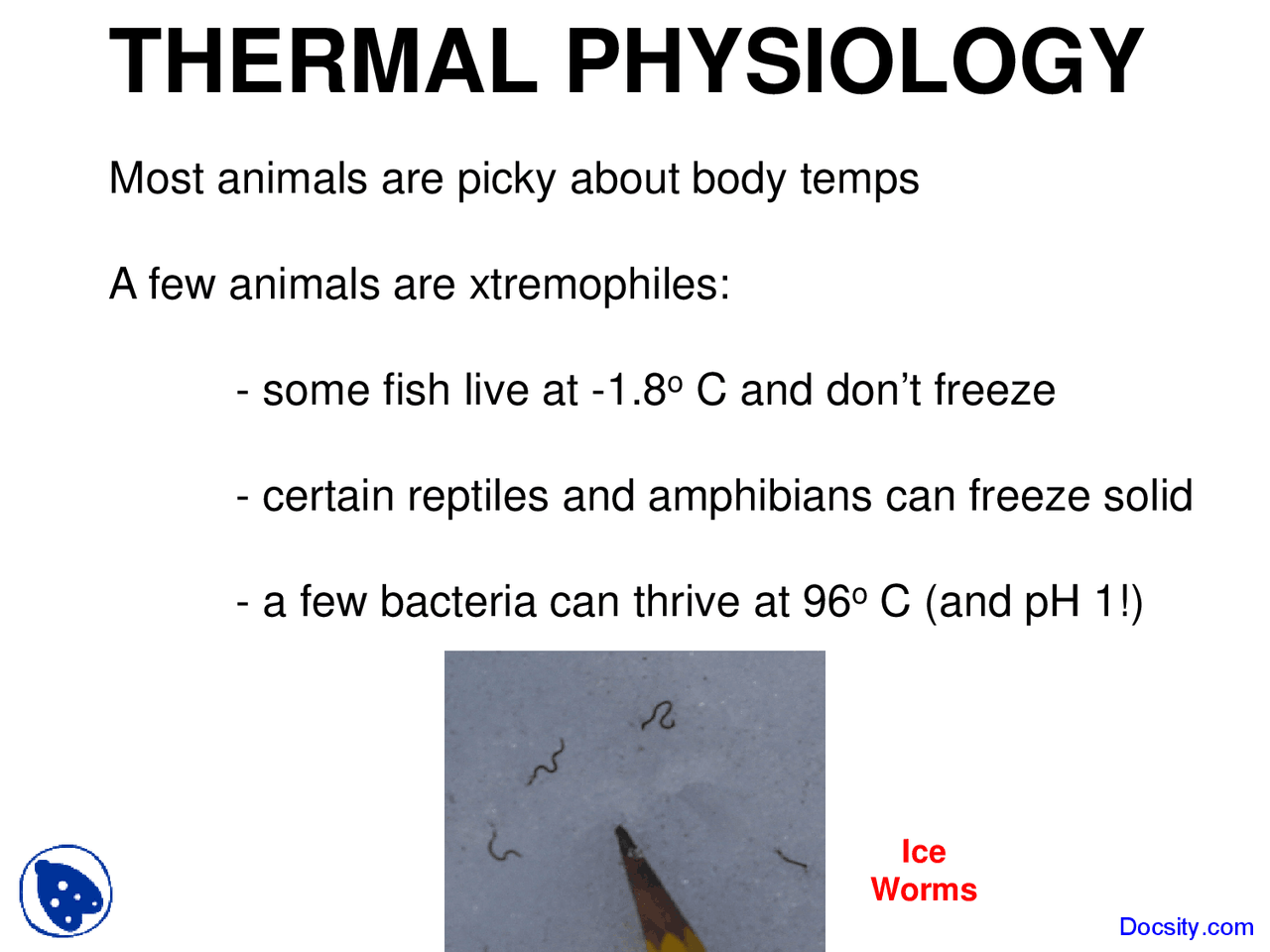 Thermal Physiology - Animal Physiology - Lecture Slides - Docsity