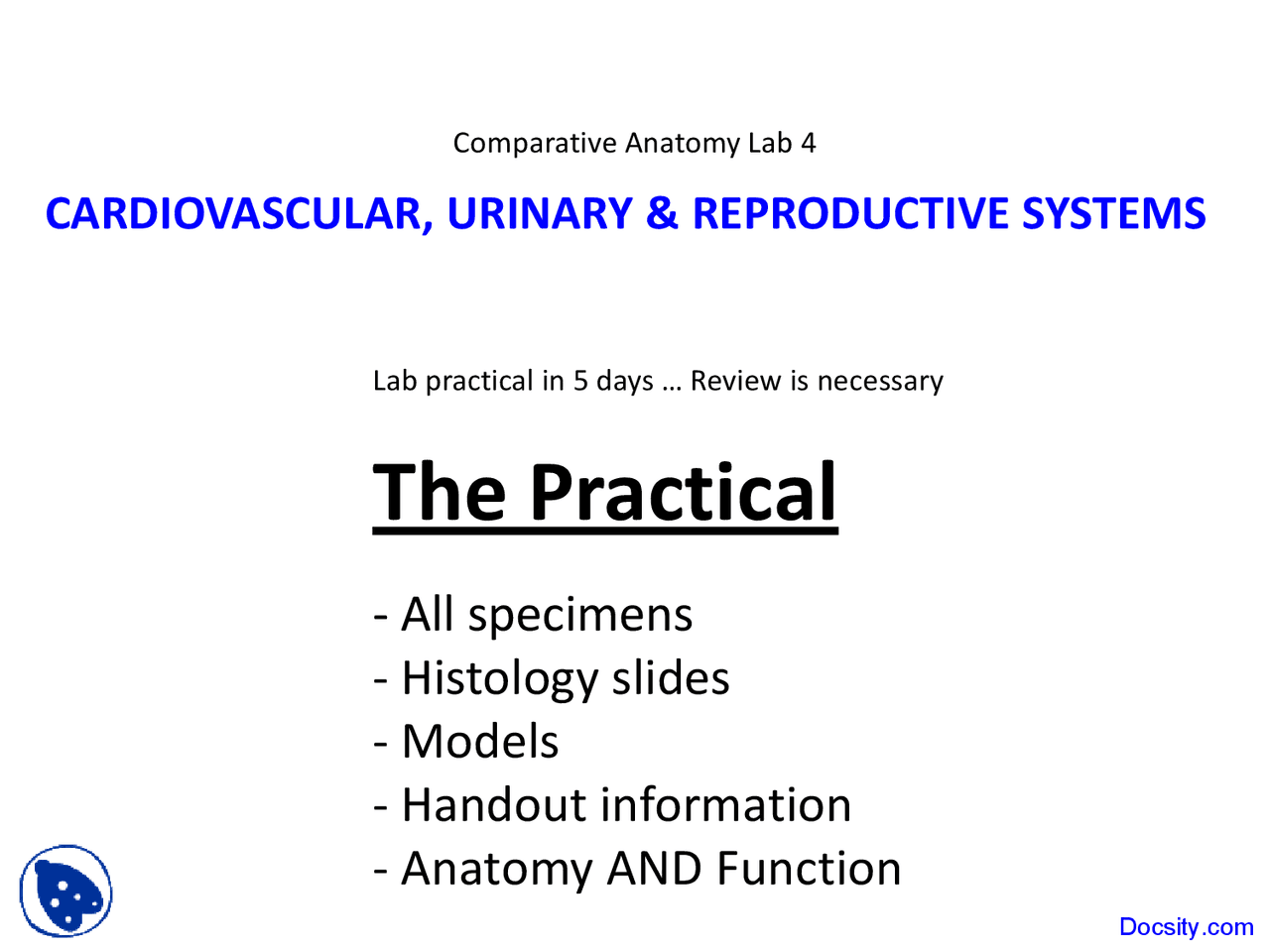 Comparative Anatomy Lab 4: Cardiovascular, Urinary, and Reproductive ...