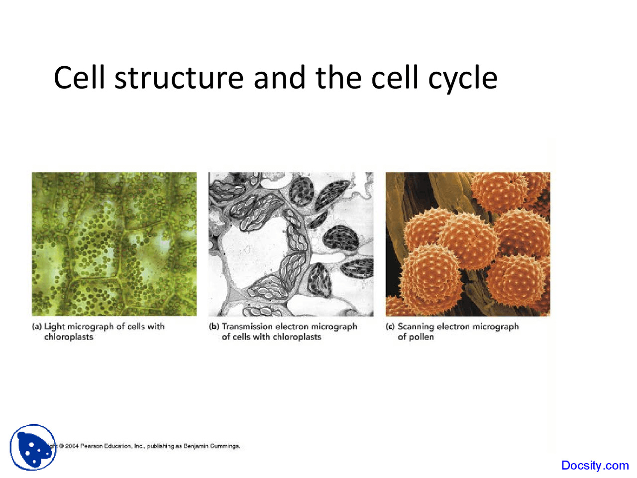 Cell Structure And The Cell Cycle Botany Lecture Slides Docsity