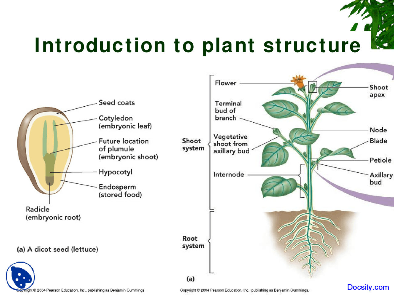 Introduction To Plant Structure Botany Lecture Slides Docsity